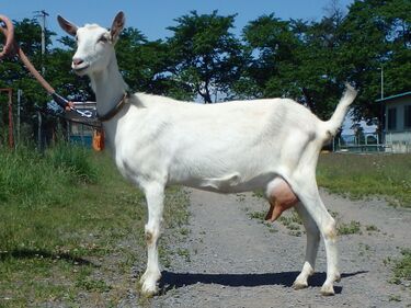 ヤギ - 畜産用語辞典